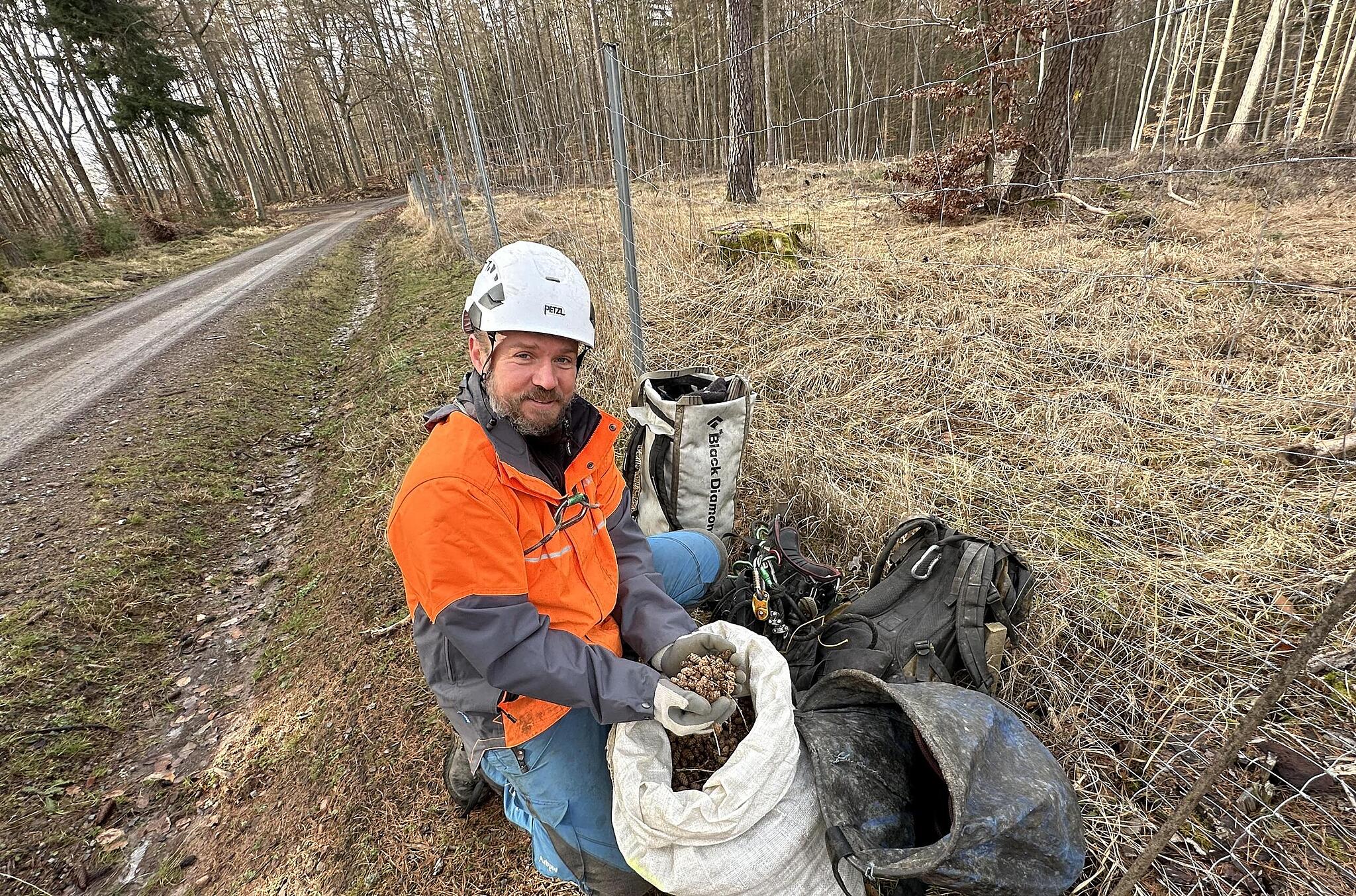 Zapfenpflücken Forstbetrieb Bad Brückenau Wald Aufforstung
