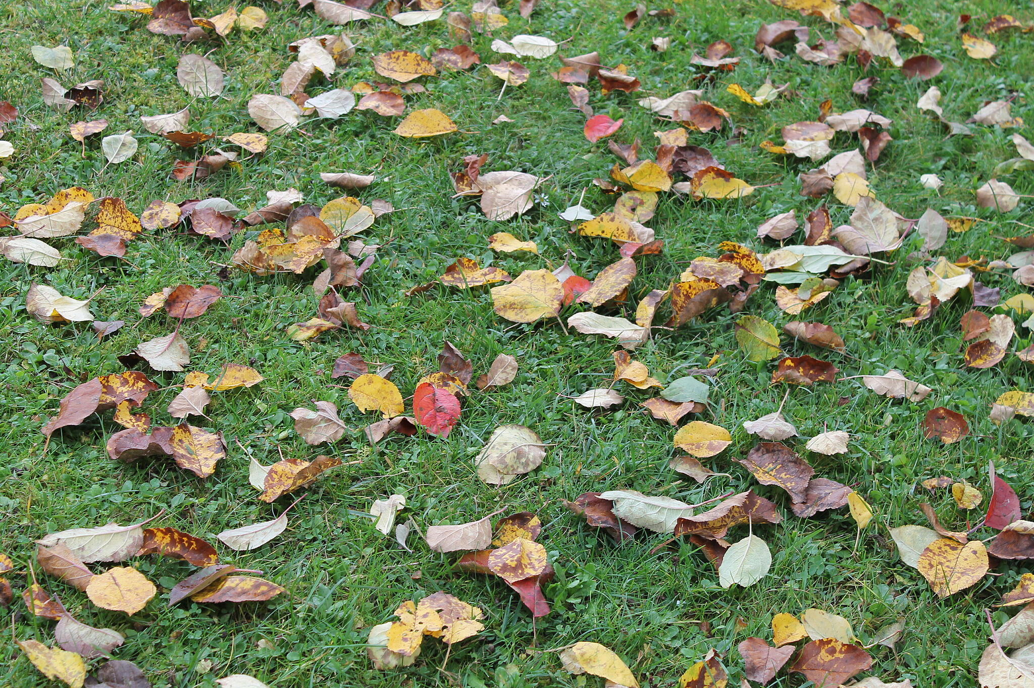 Fabelhafte Wie Lange Rasenmahen Herbst Ebenbild