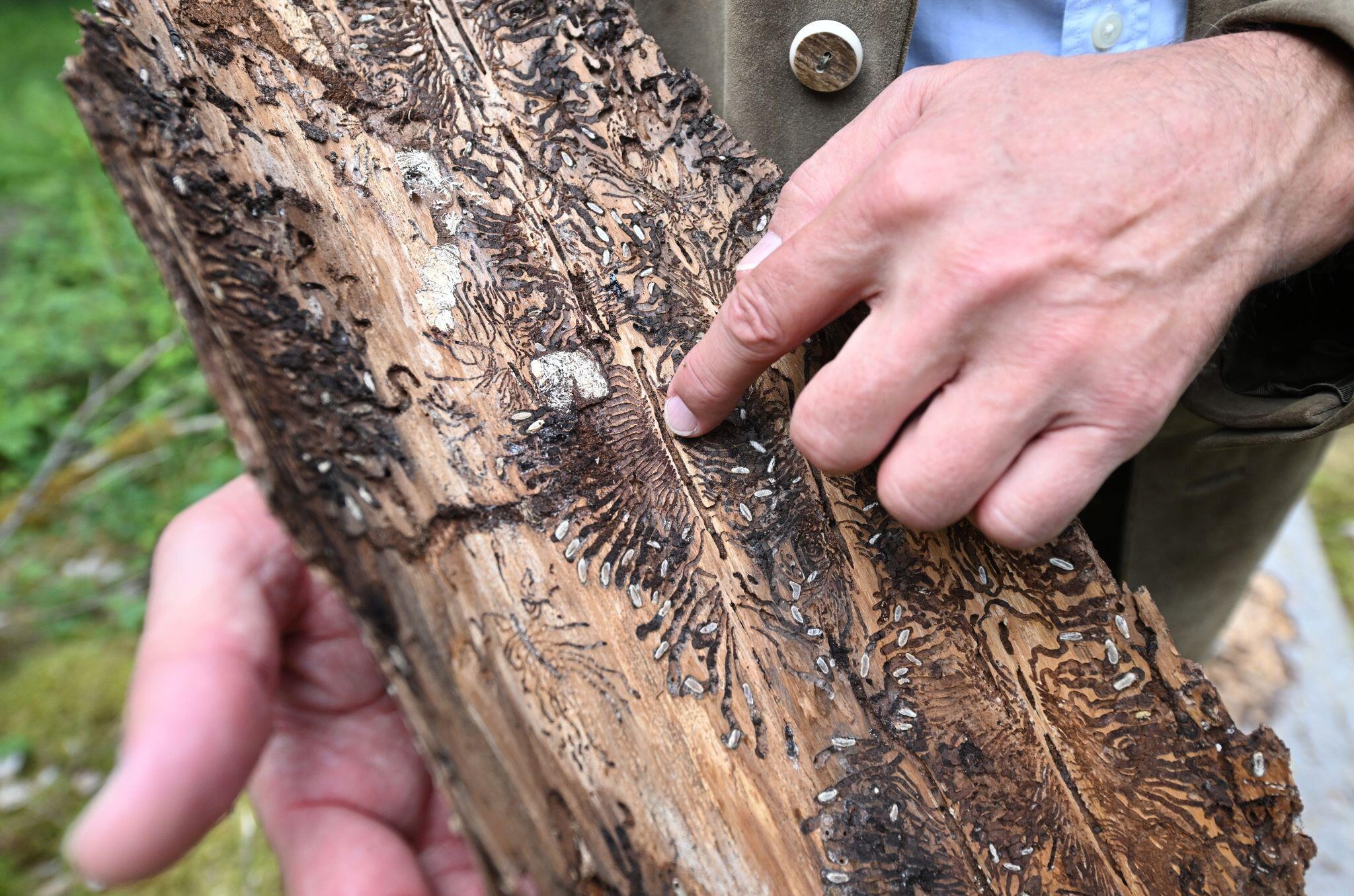 Borkenkäfer vermehrt sich wieder massenhaft