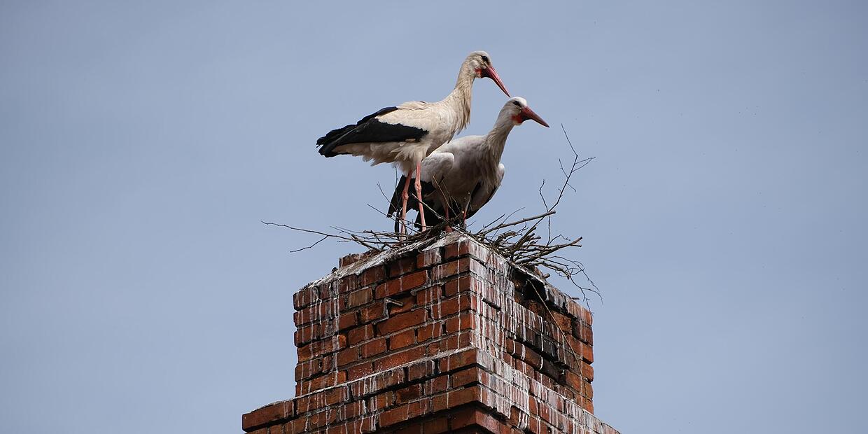 Christian Fenn beobachtet die Störche in Hammelburg: Bis zu elf Tiere ...
