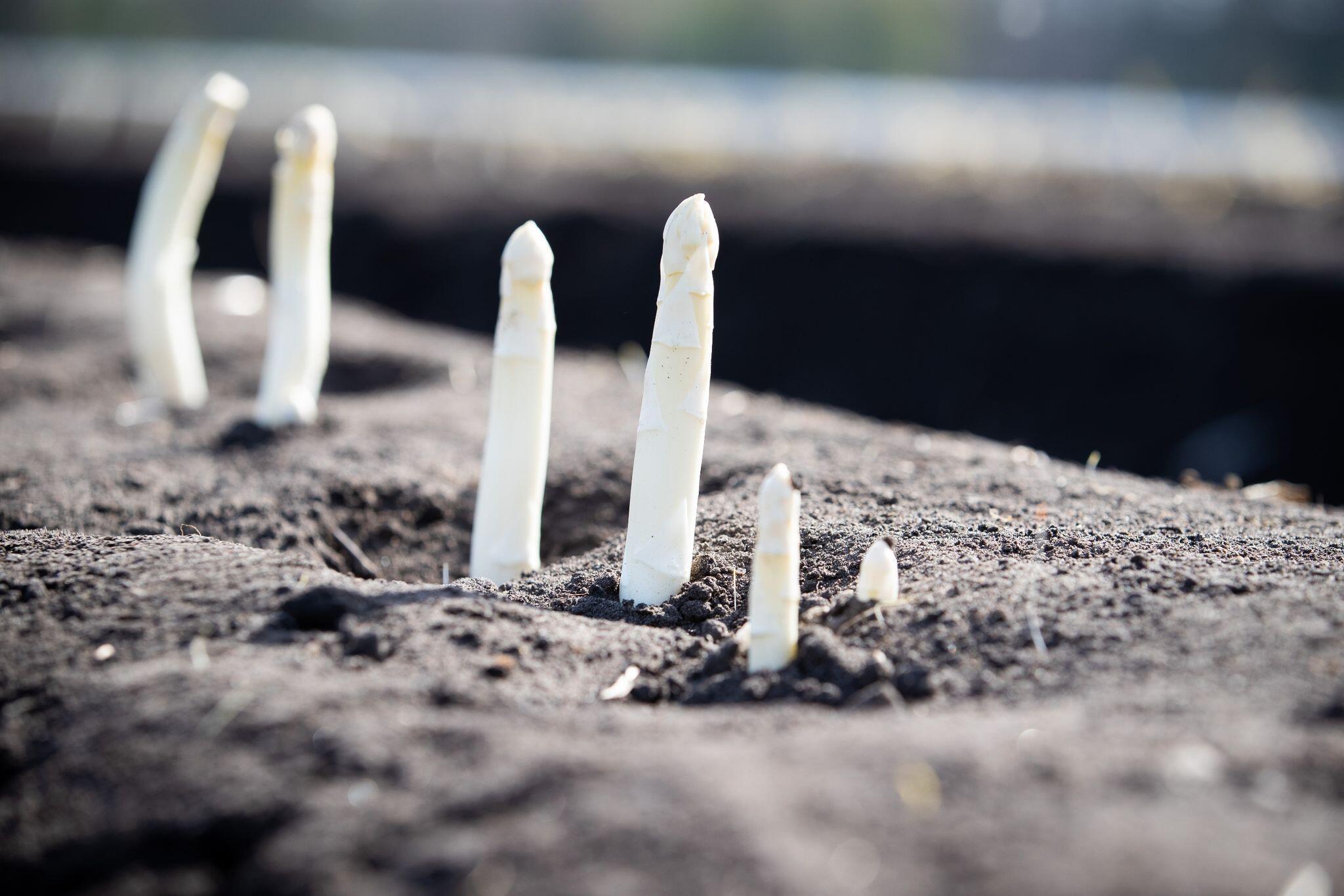 In Südbayern beginnt die Spargelernte