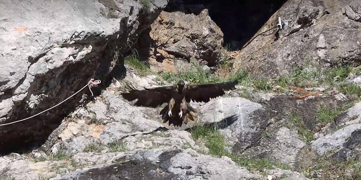 Bartgeier Dagmar und Recka: Winter bisher gut überstanden
