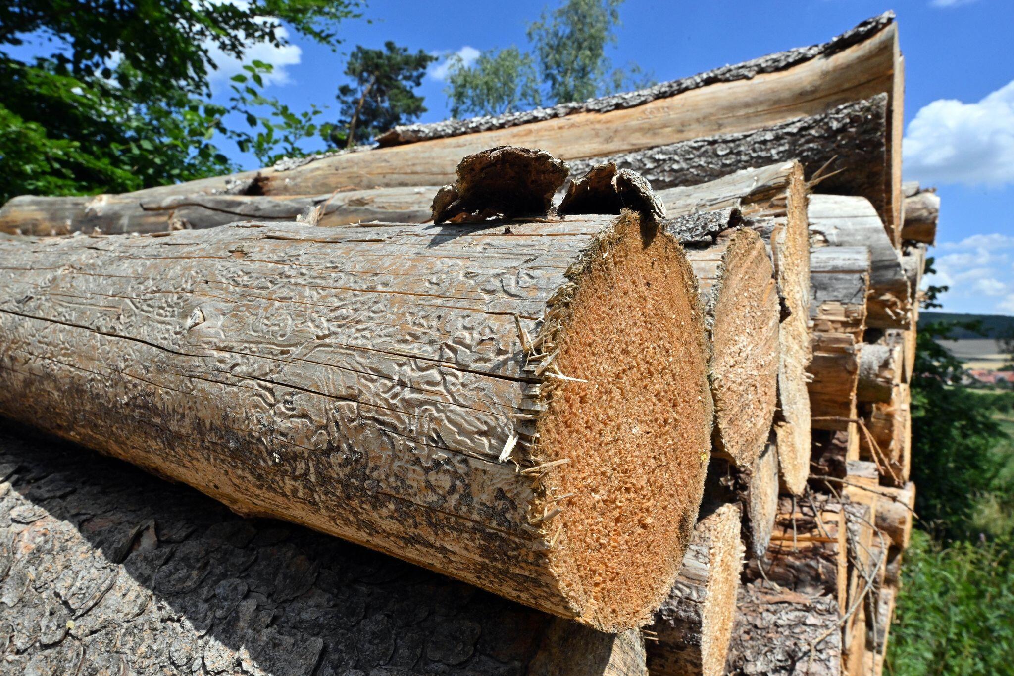 Borkenkäfer-Befall im Nationalpark Bayerischer Wald