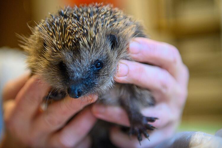 Wenn der Igel zu früh erwacht