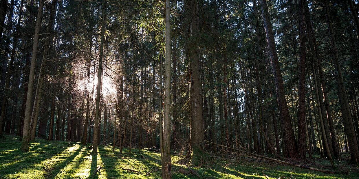 Volle Bodenwasserspeicher: Wälder in Bayern gut gerüstet