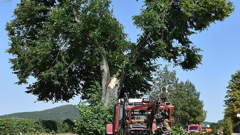 Großeinsatz für marode Linde in Burkheim