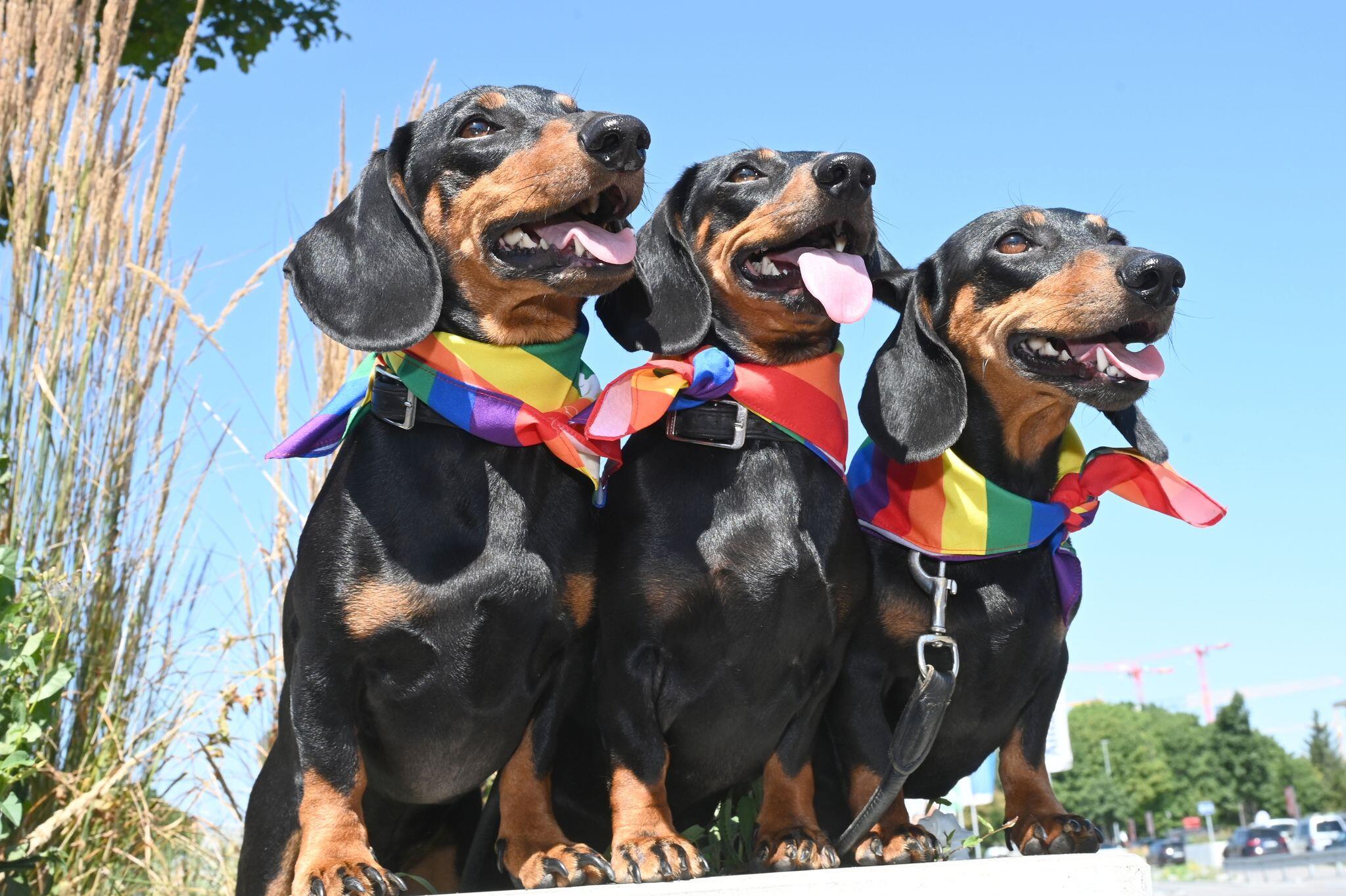 Schnellster Dackel gesucht: Luitpold macht das Rennen