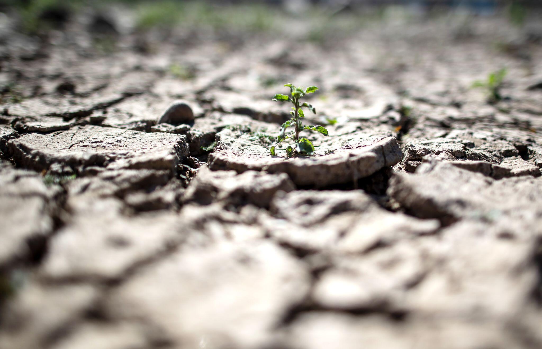 Trockenheit macht Bauern zu schaffen