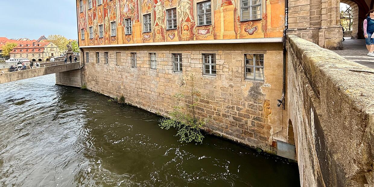 Erle gefährdet das Alte Rathaus in Bamberg