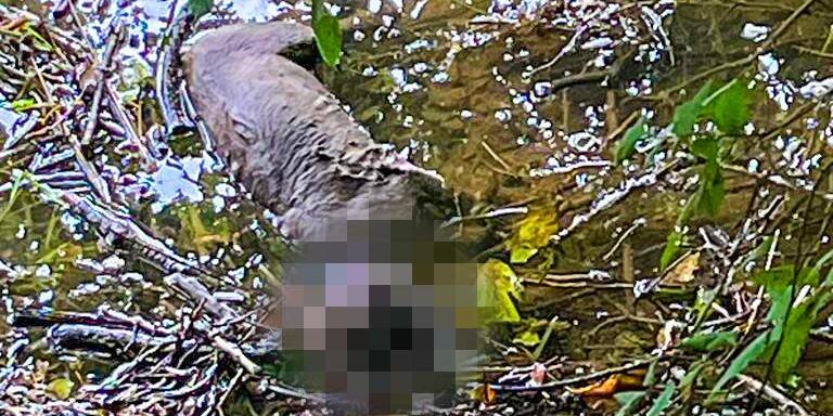Totes Tier in Bamberger Regnitz: Ist es ein Hund?