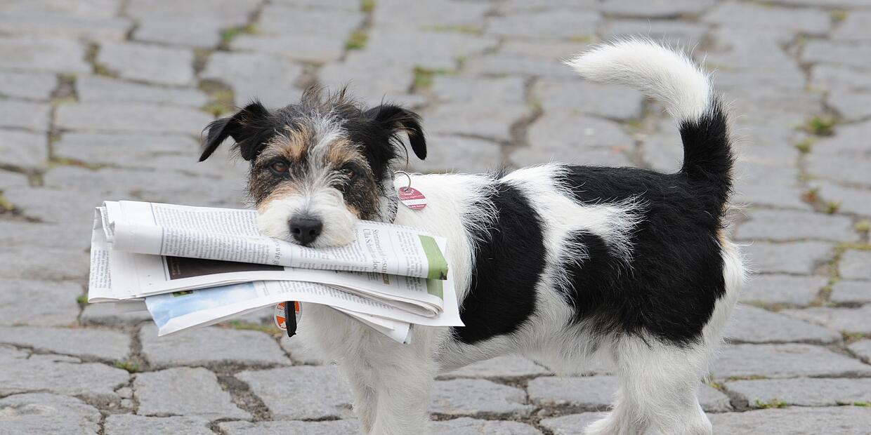 So wird Ihr Hund zum Haushaltshelfer