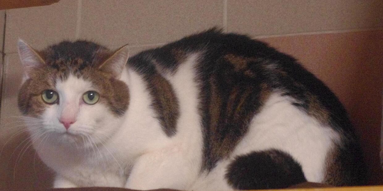 Aus dem Tierheim Kronach: Jeremy, ein ängstlicher Kater, sucht ein ...