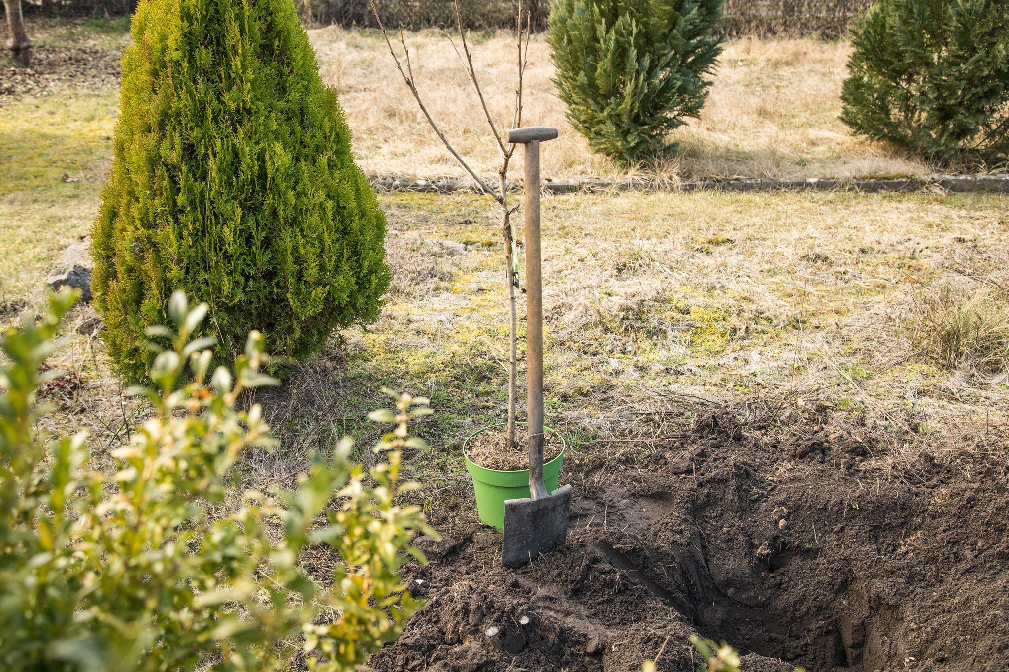 Den passenden Baum für den Garten finden mit Citree.de