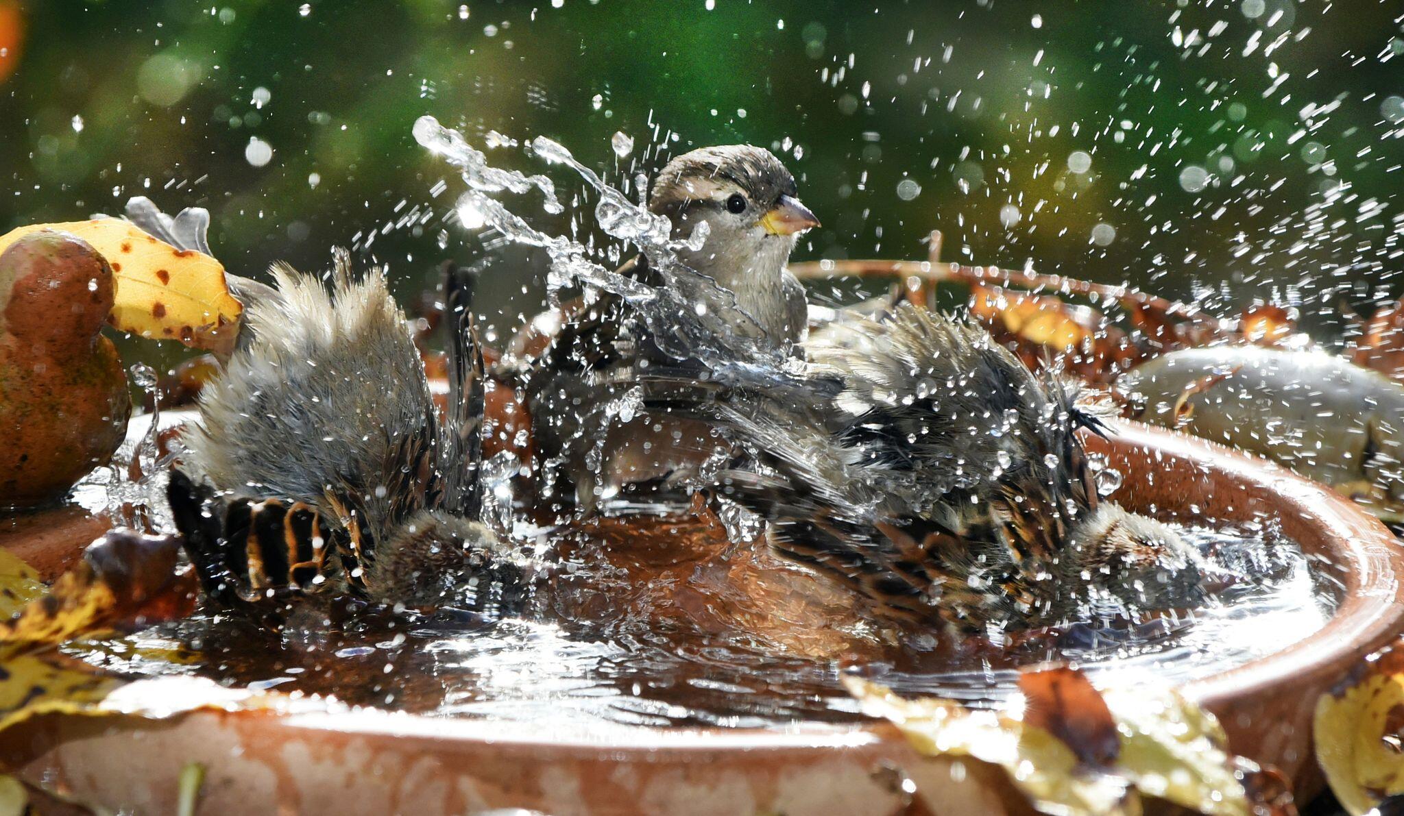 So basteln Sie ein Planschbecken für Vögel