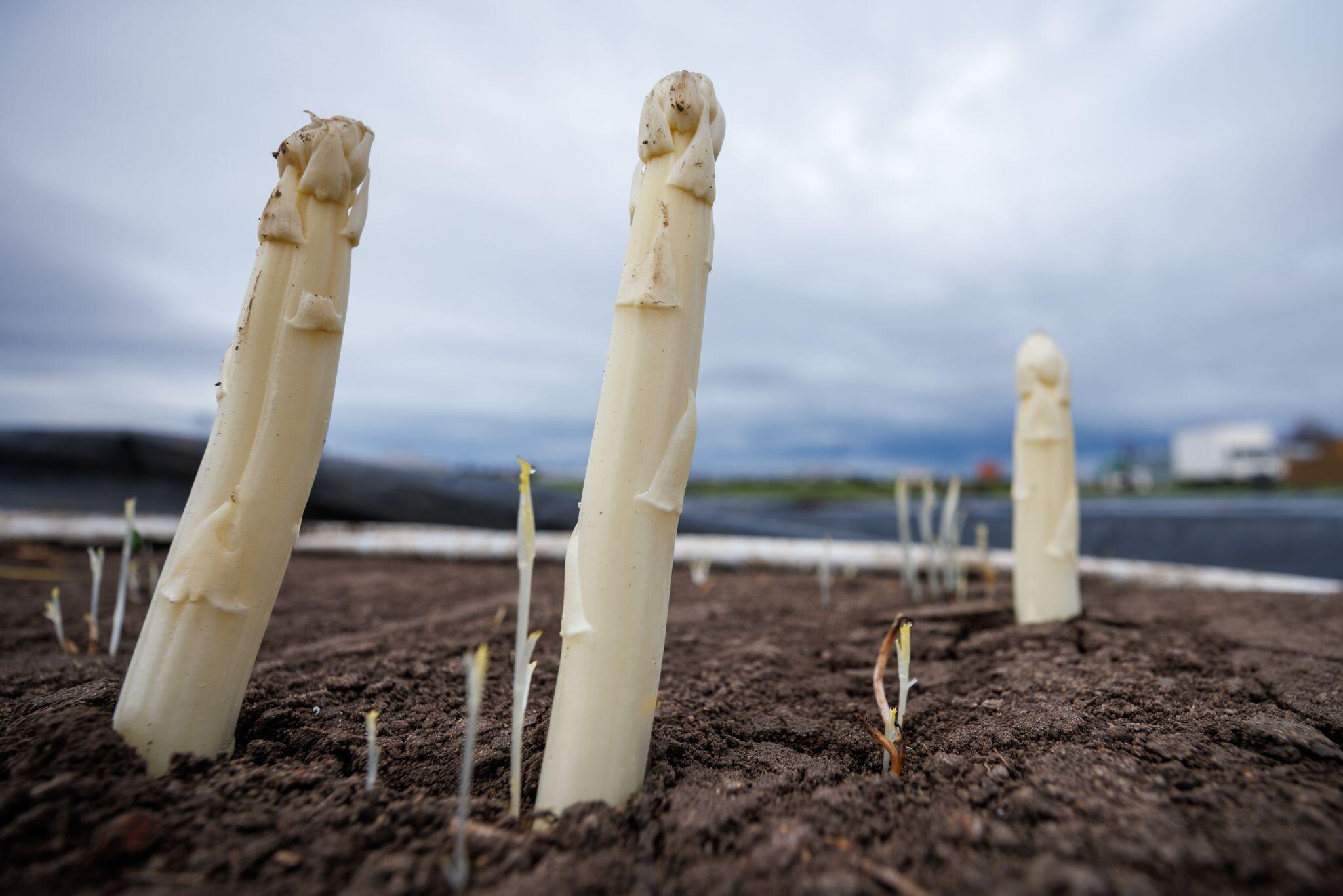 Bayerische Spargelbauern zu Saisonbeginn optimistisch