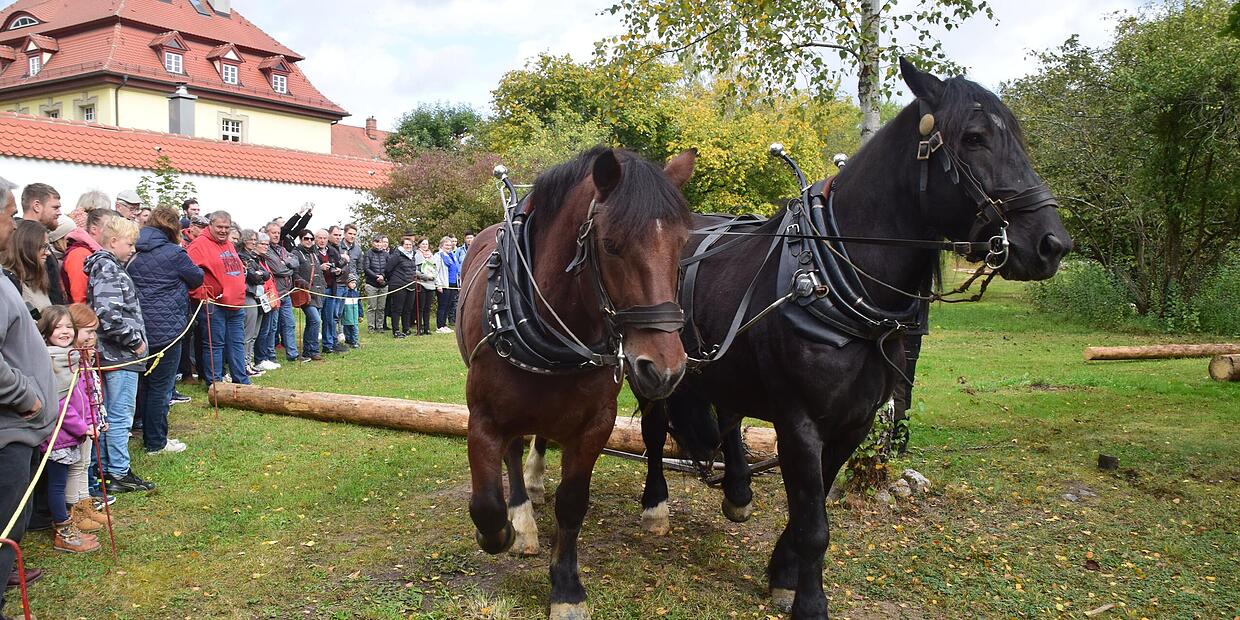 Frankens größte Holzmesse – der Holztag in Scheinfeld: Bau- und ...