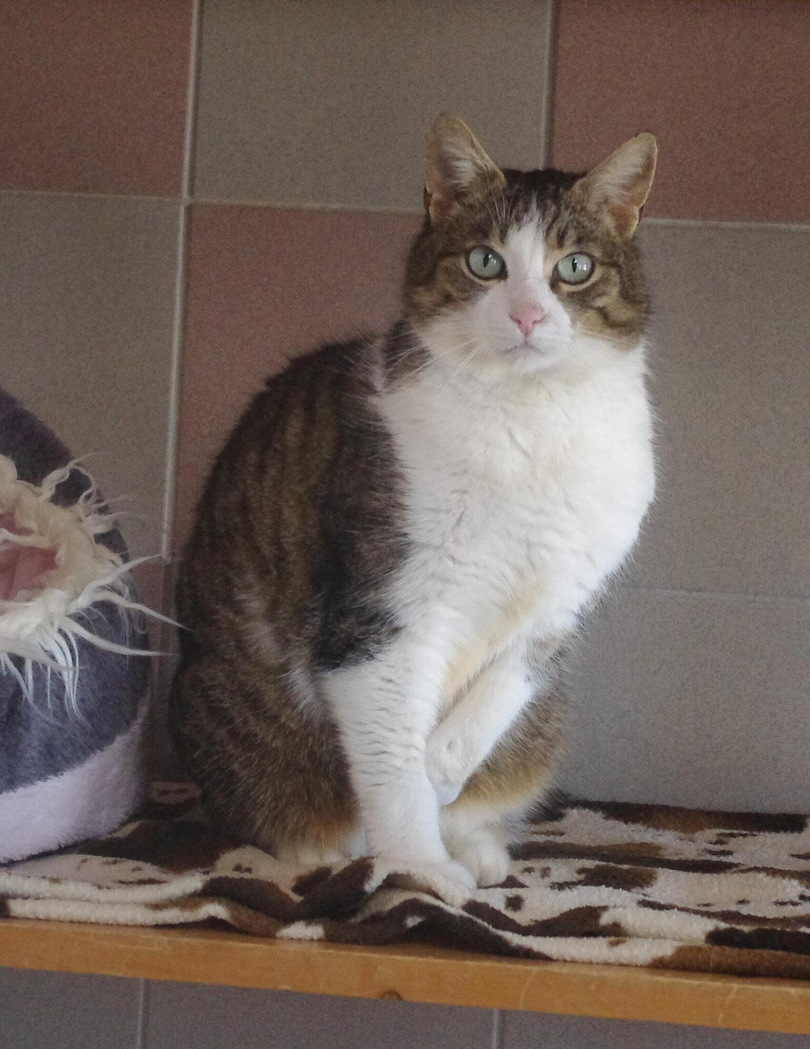 Die in Neuses aufgefundene Katze Zenzi aus dem Kronacher Tierheim sehnt ...