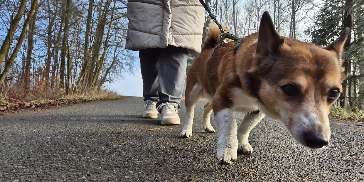 Experten-Rat: Wo nach Weihnachten Gefahren für Hunde lauern