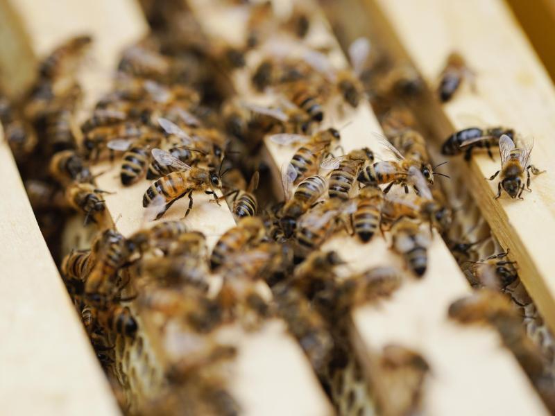 Imkern ist mehr als ein Hobby