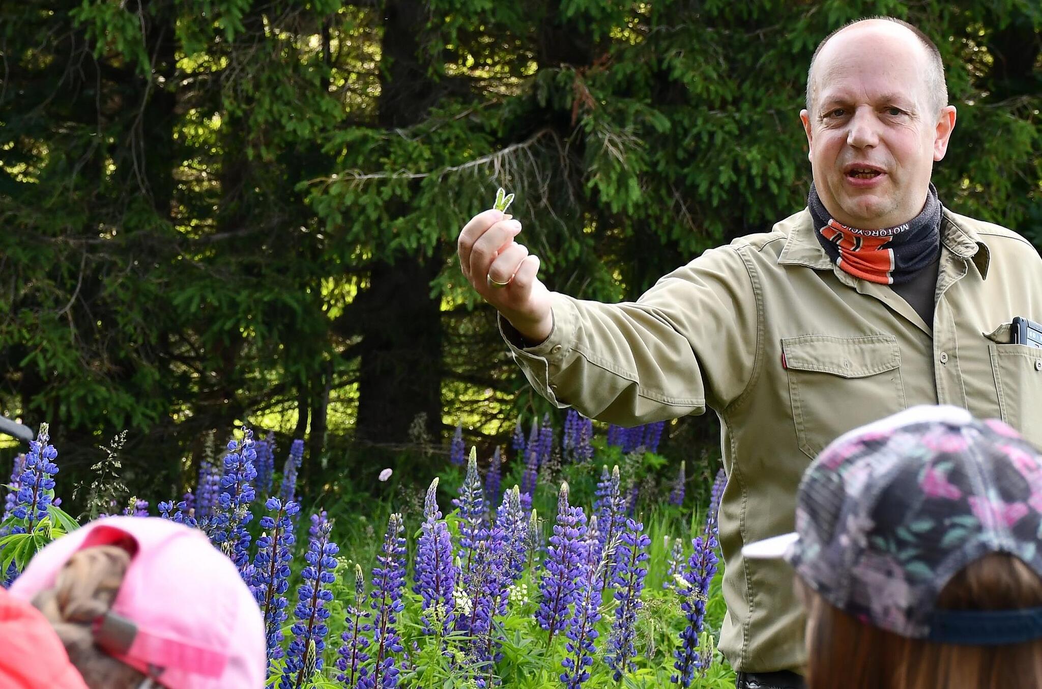 In der Rhön steht wieder die Bekämpfung der invasiven Lupine zum Schutz ...