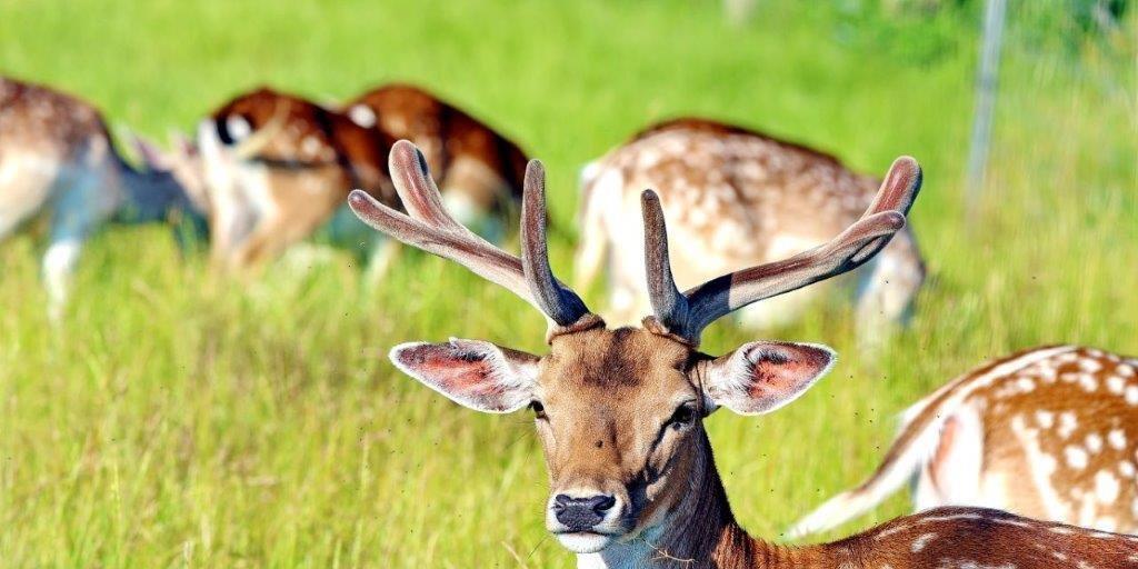 Detter: Acht Damhirsche gerissen, Experten prüfen, ob es Wölfe waren