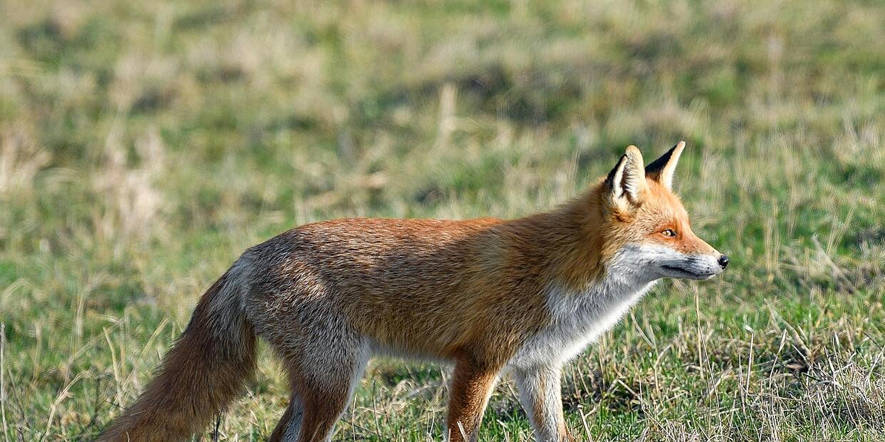 Raus aus der Schliefanlage: Für den Kasendorfer Fuchs heißt es umziehen