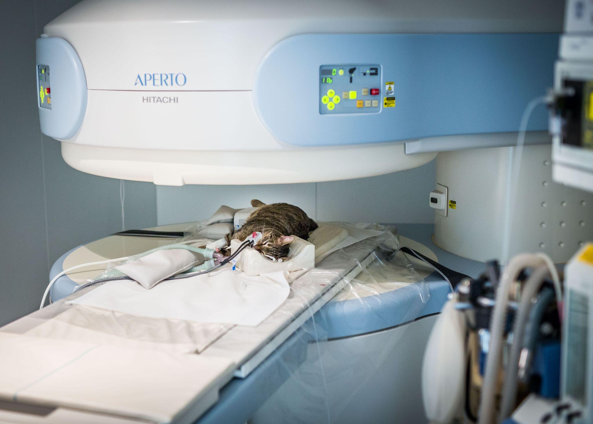 Krebsdiagnose beim Tier: Häufig gute Behandlungschancen