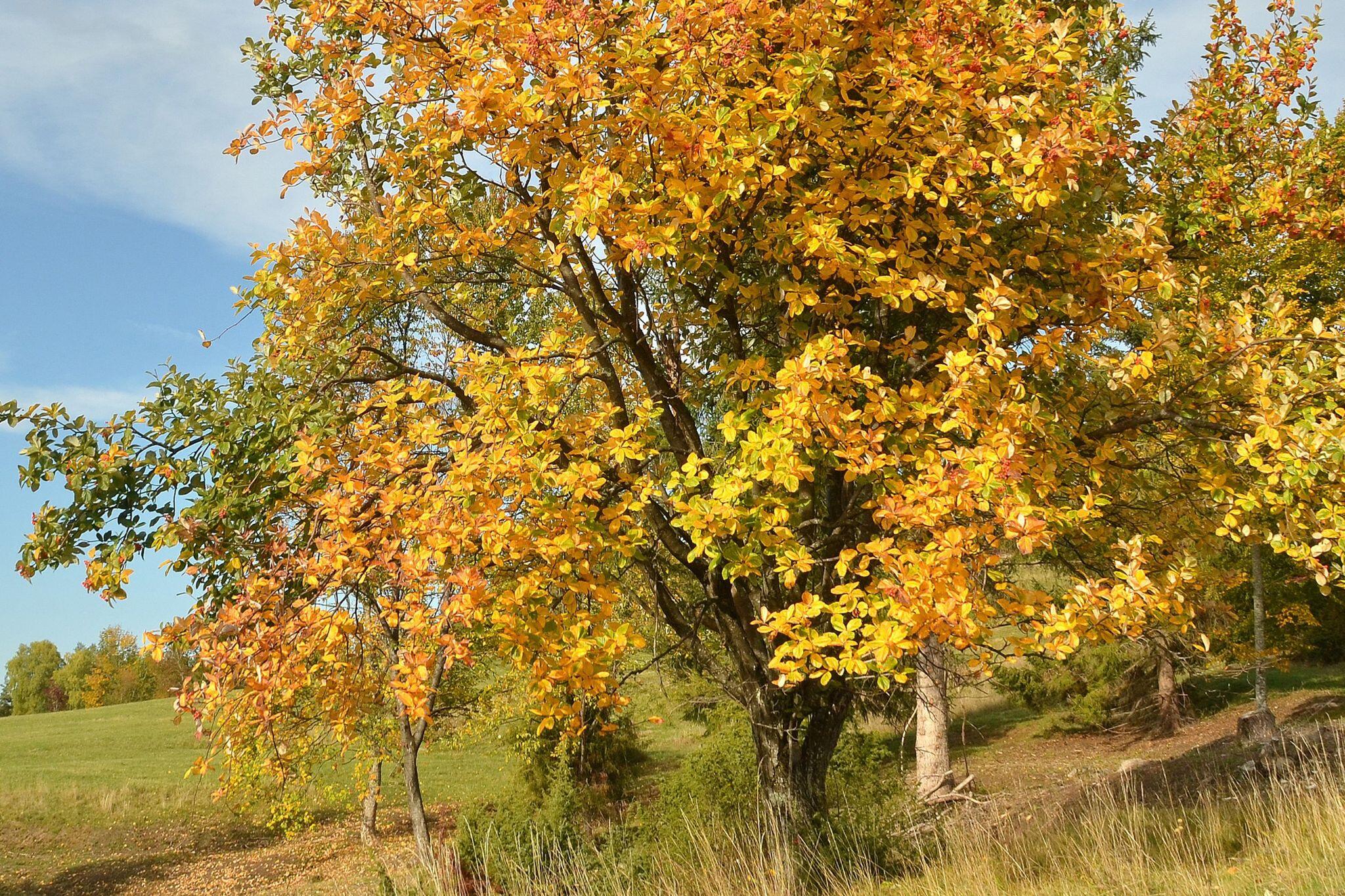 «Baum des Jahres» 2024 ist Echte Mehlbeere