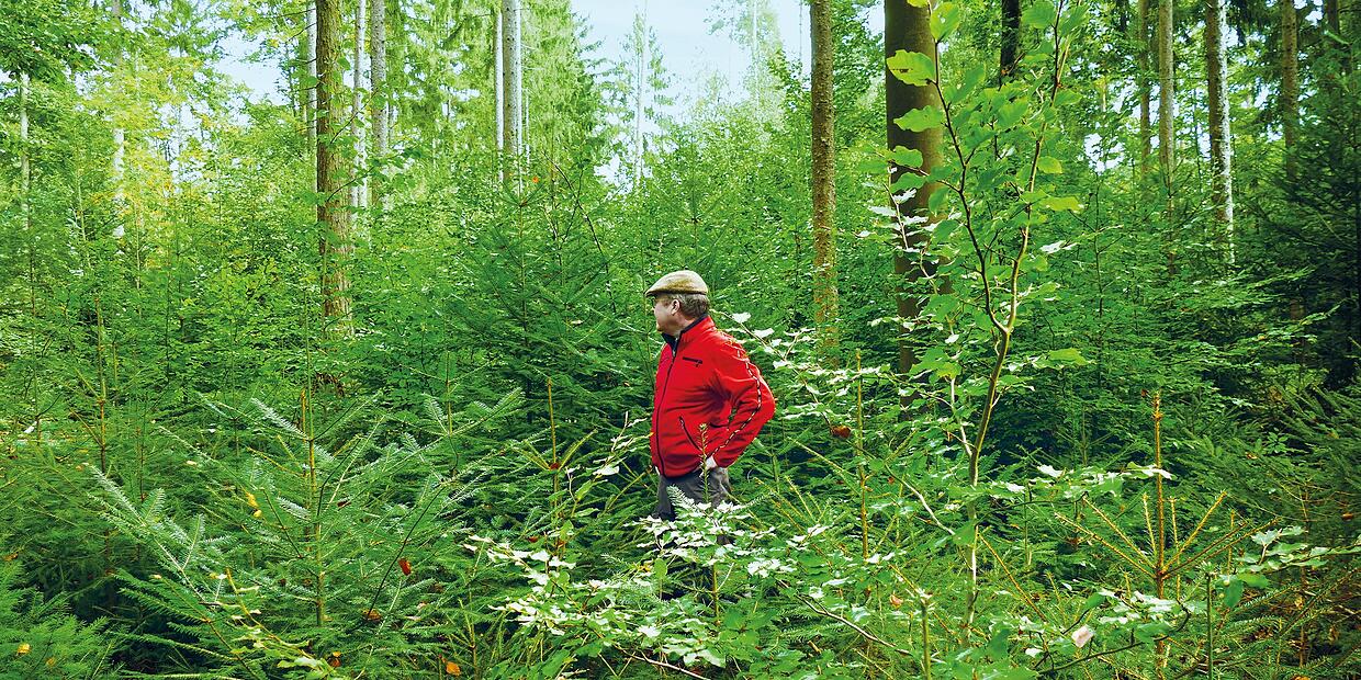 Unterfrankens Wälder im Trockenstress: Können nur andere Baumarten und ...