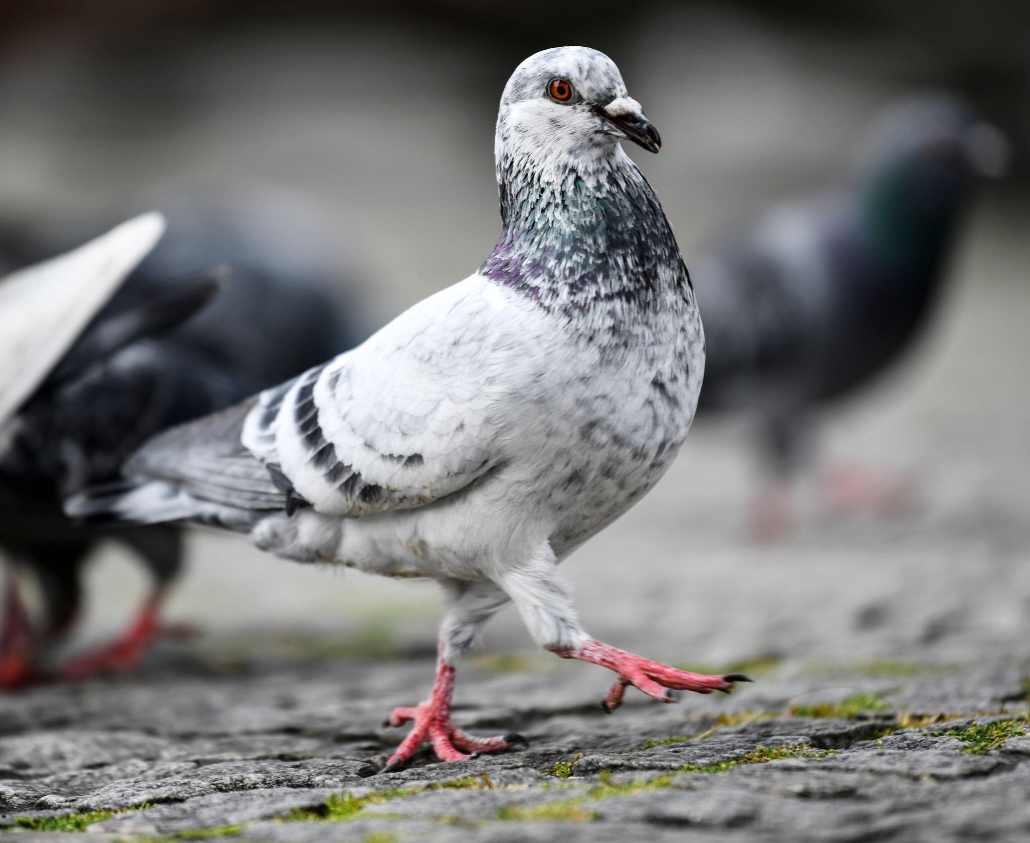 Vom tierfreundlichen Umgang mit Stadttauben