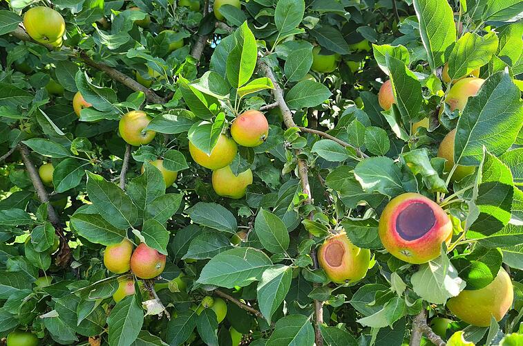 Fränkische Schweiz: Obstbauern erwarten gute Apfelernte