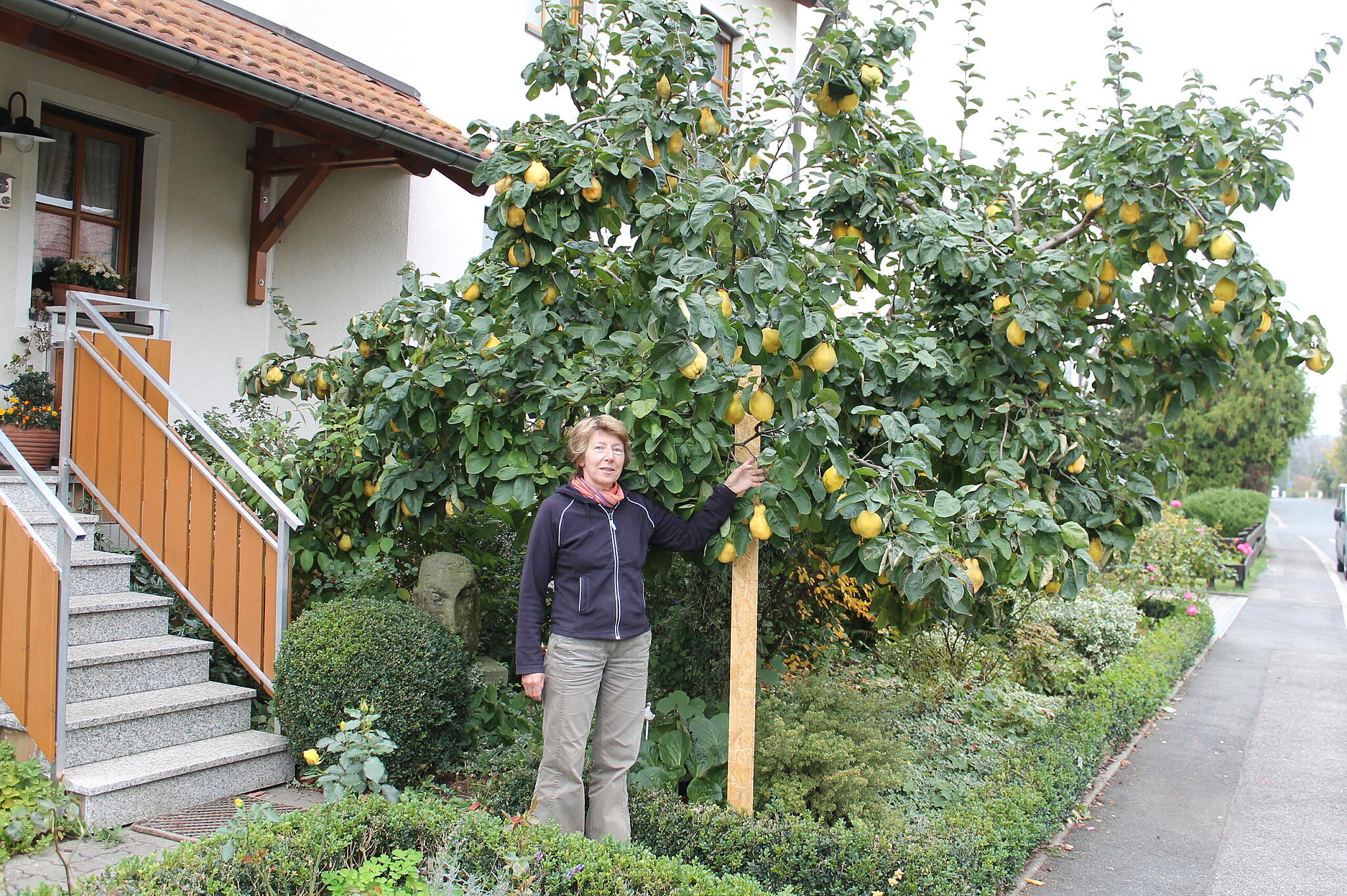 Quittenhonig, Quittengelee und Quittensaft selbst herstellen
