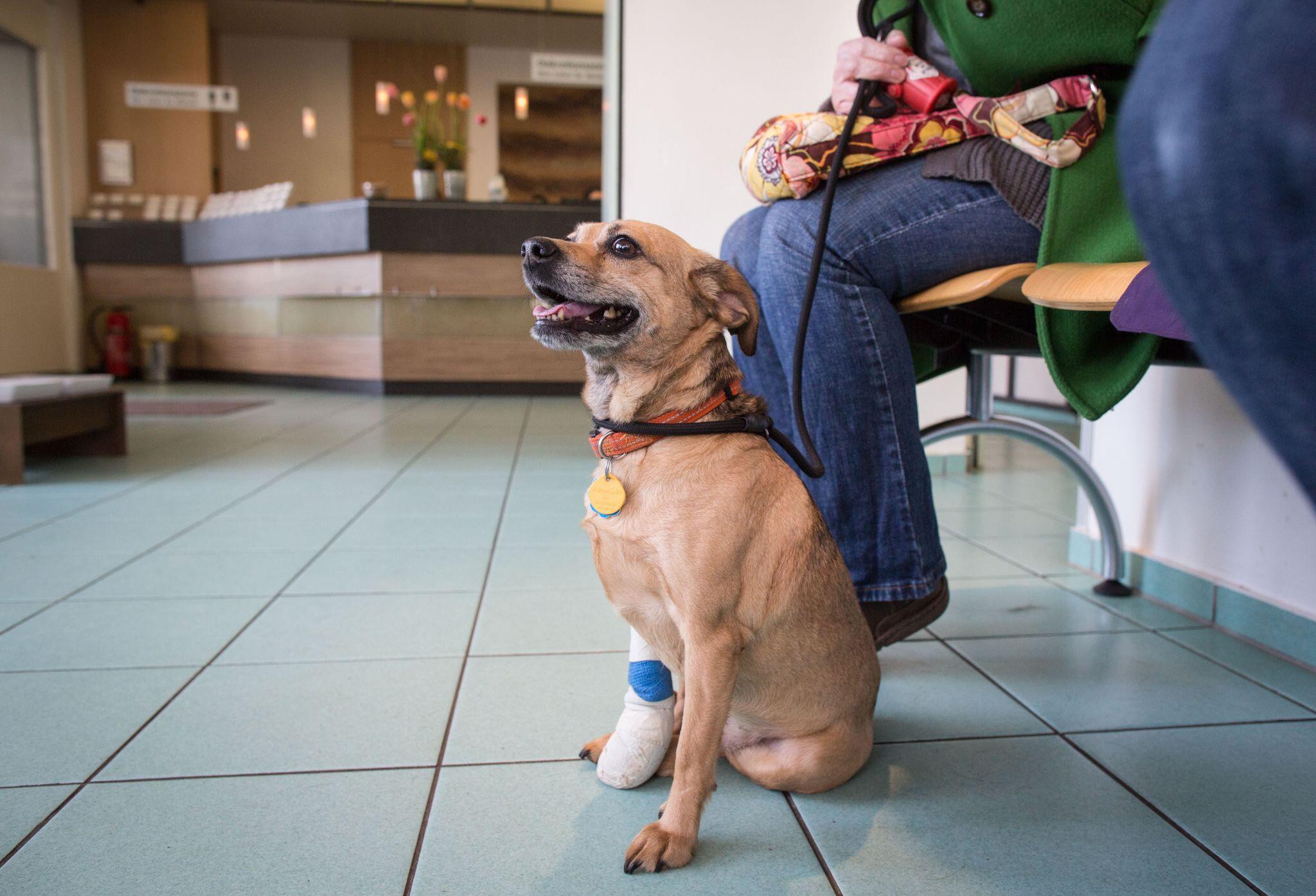 Krebsdiagnose beim Tier: Häufig gute Behandlungschancen