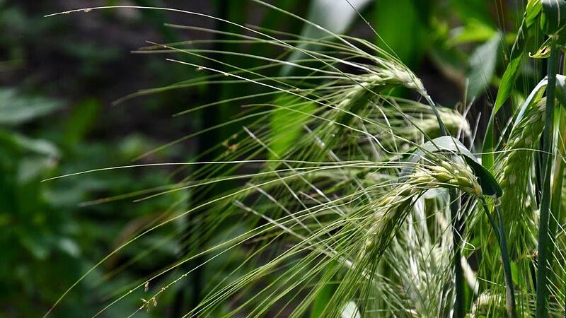 Pflanzen ernähren die Welt und damit beschäftigt sich jetzt eine ...