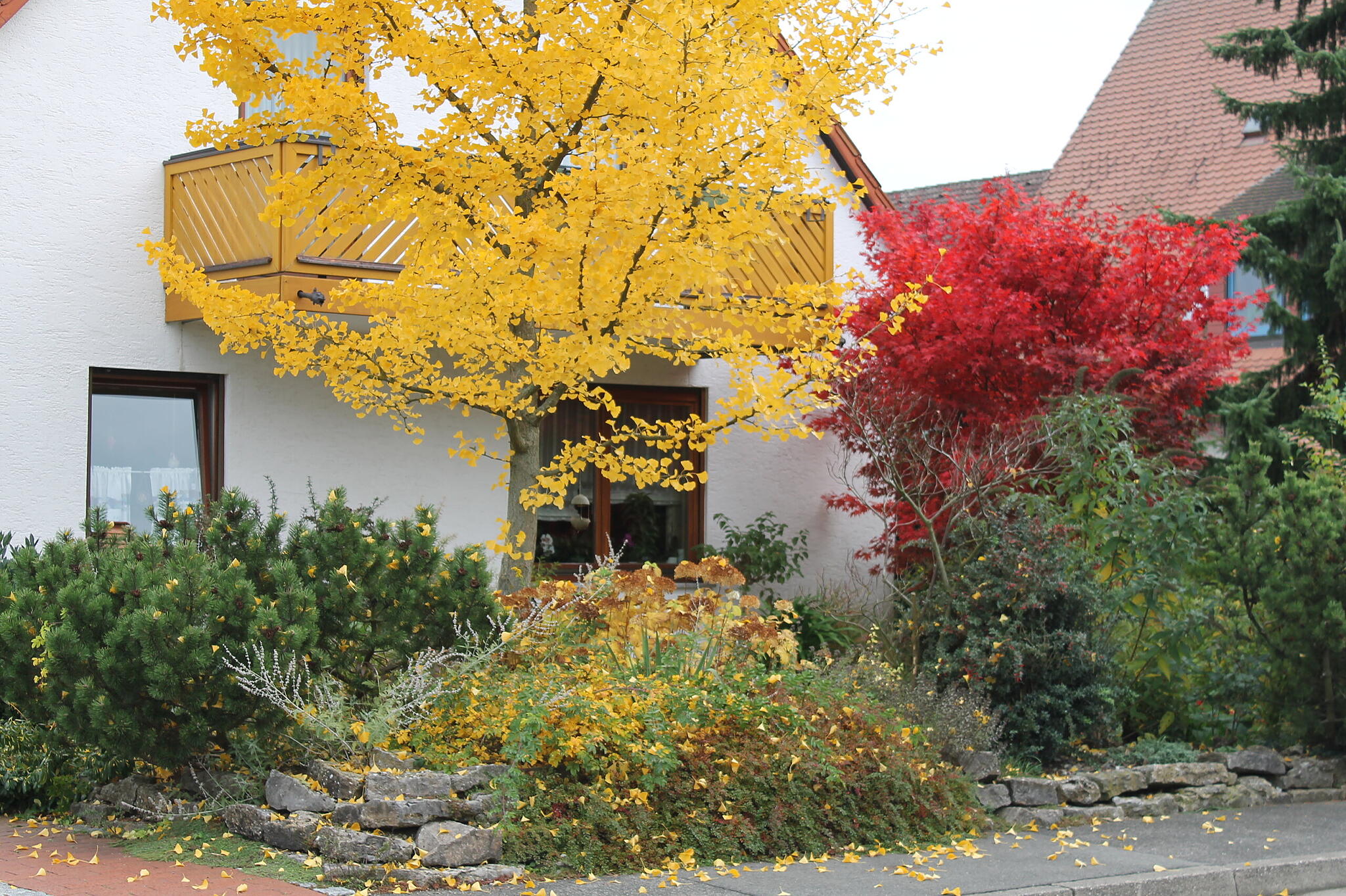 Quittenbäume und Äpfel richtig lagern