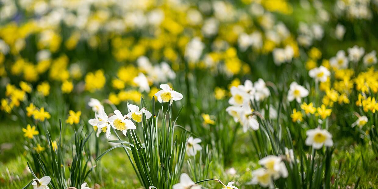 Die Schönheit der Wildblumen im Garten