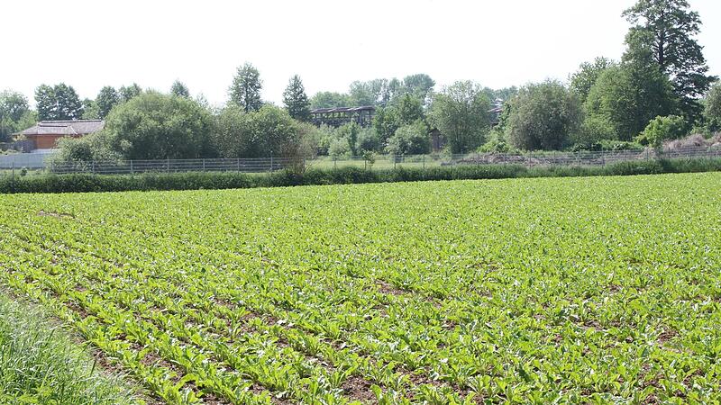 Was die Notfallzulassung des Pflanzenschutzmittels Cruiser 600 FS in ...