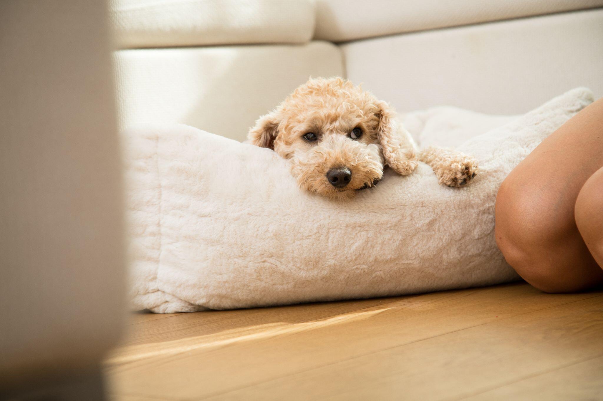 Internet-Börsen: Welpen oft aus schauriger Haltung