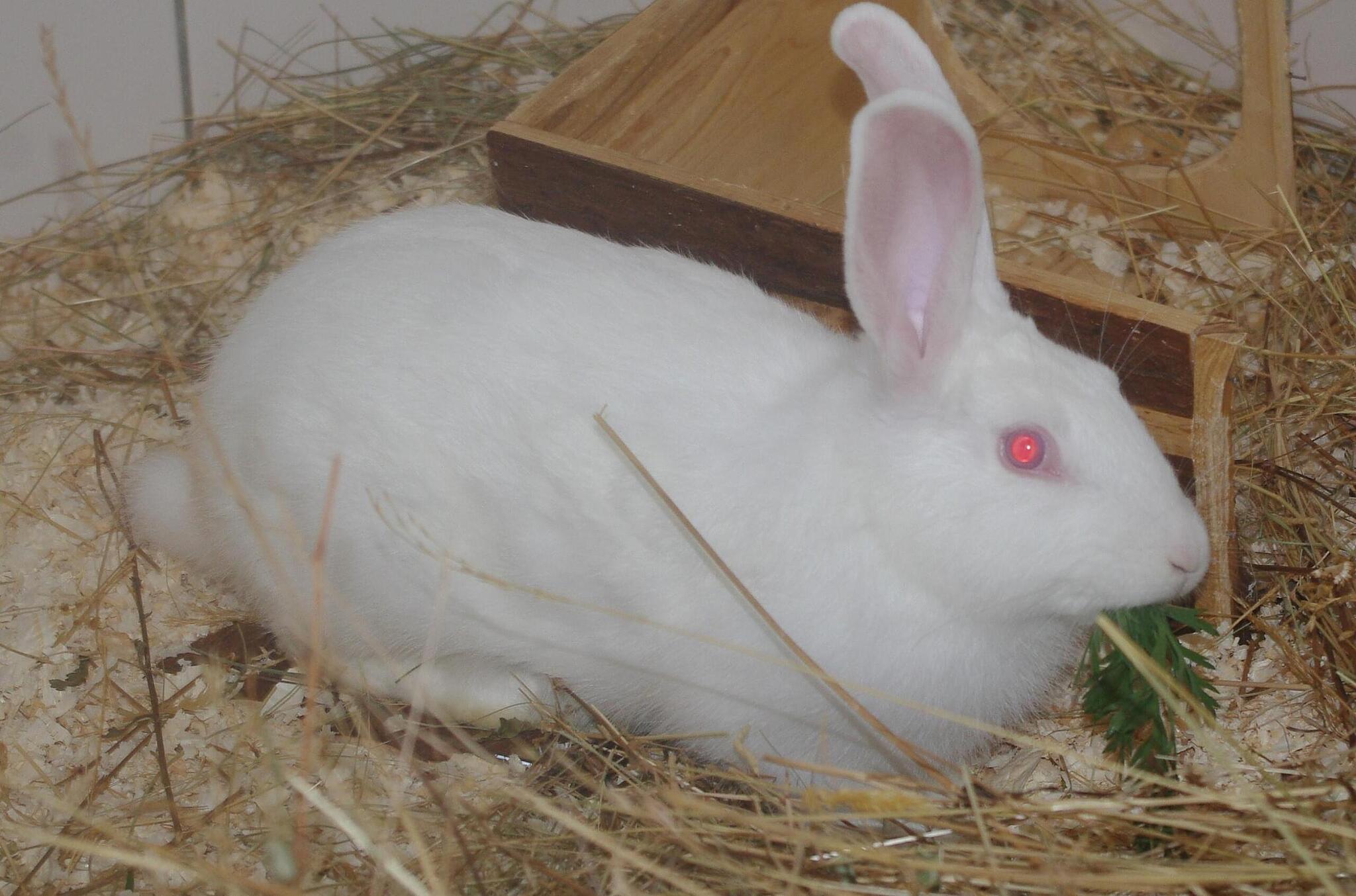 Hasenjunge Flopsi ist einsam und sucht nach einer Gefährdin