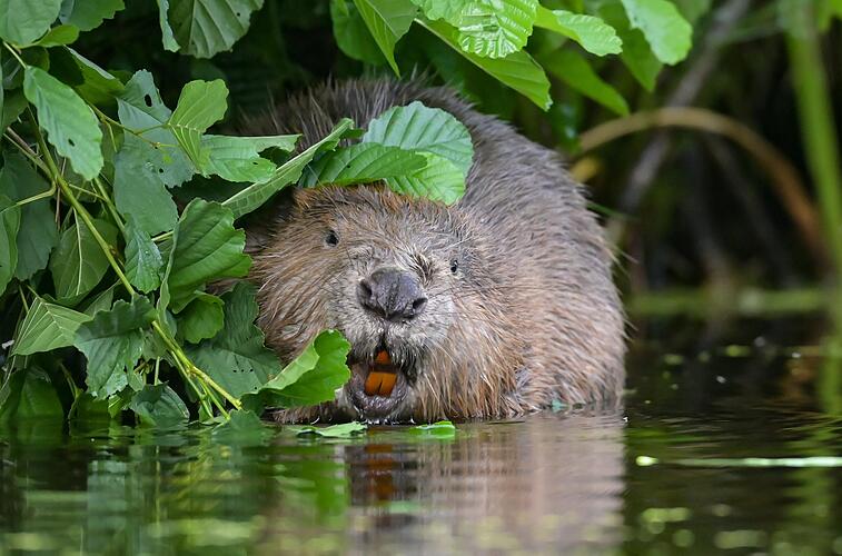 Schäden durch Biber: So geht man im Landkreis Forchheim damit um