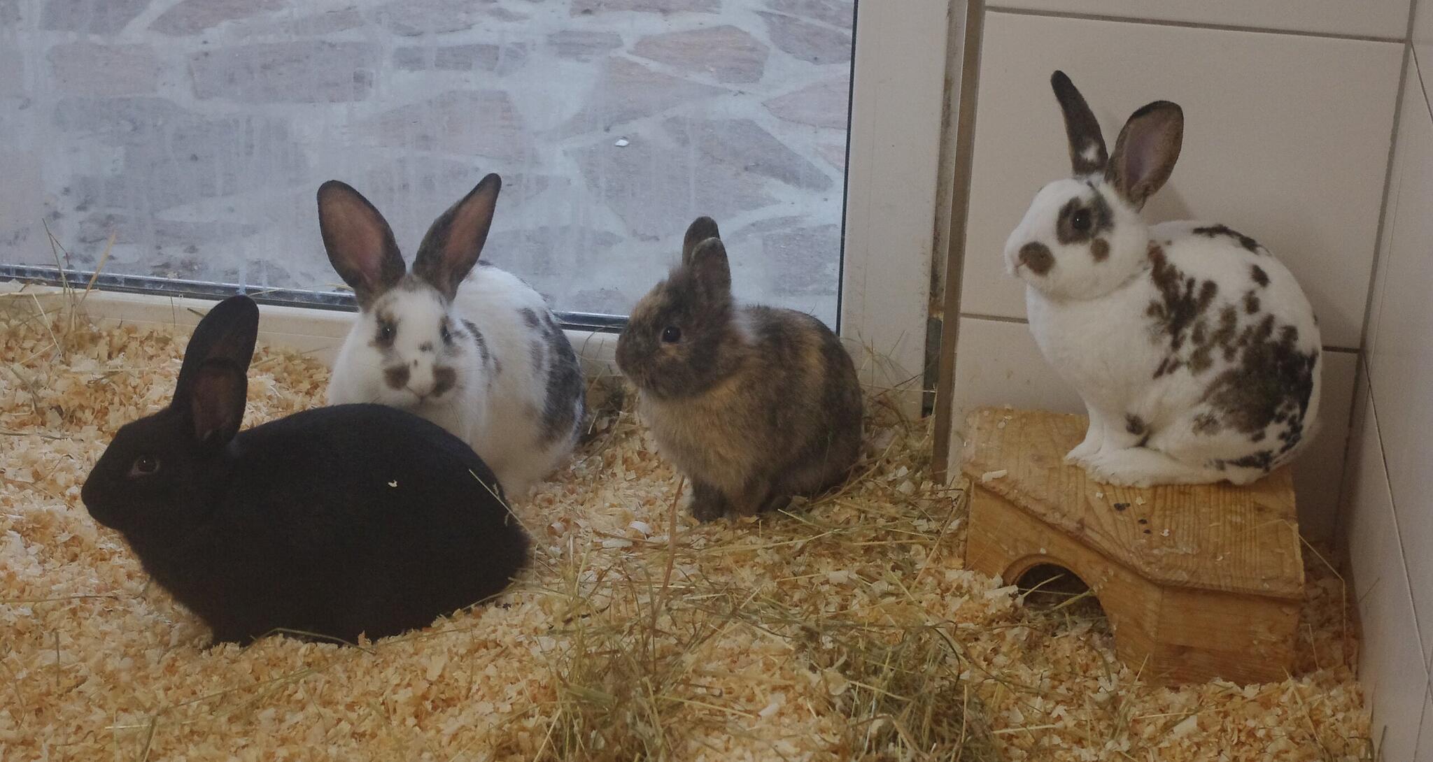 Der Stallhasen-Nachwuchs aus dem Kronacher Tierheim sucht neue Familien