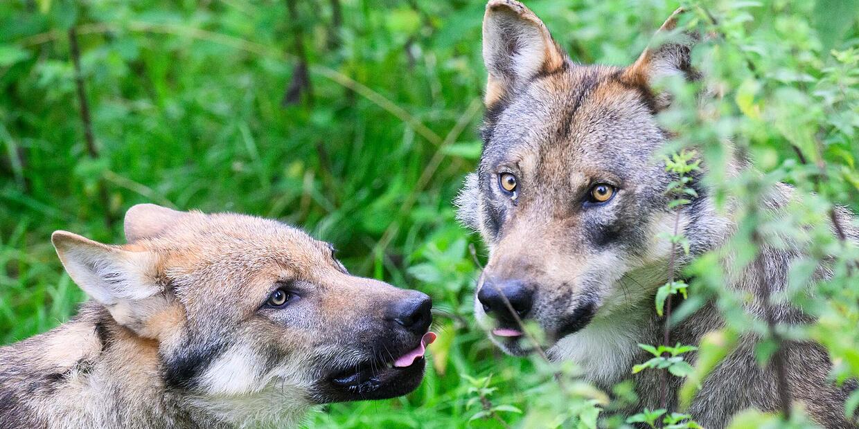 Themen im Gemeinderat Geroda Flüchtlinge Wolf Breitband und Bauen