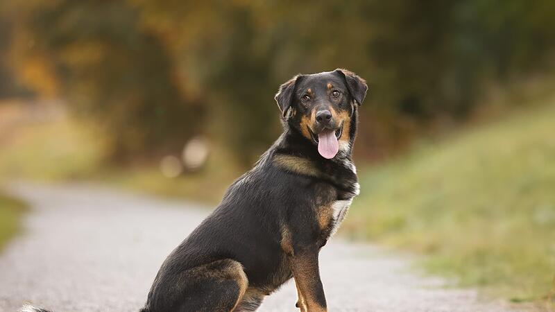 Tier der Woche: Lebhafter Balou