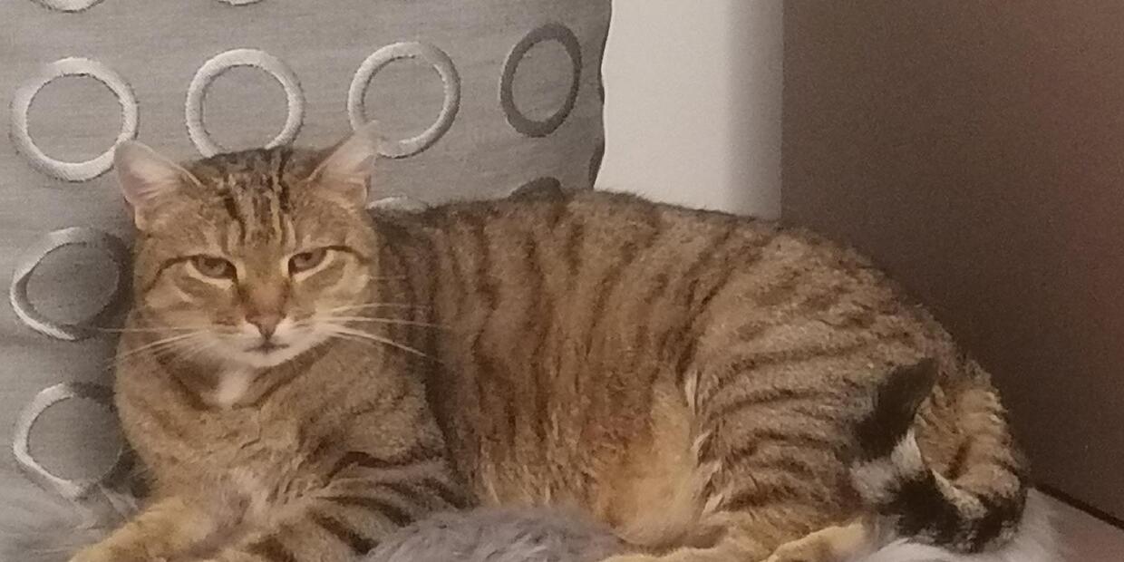 Tote Katze aus Hammelburg in Reith gefunden
