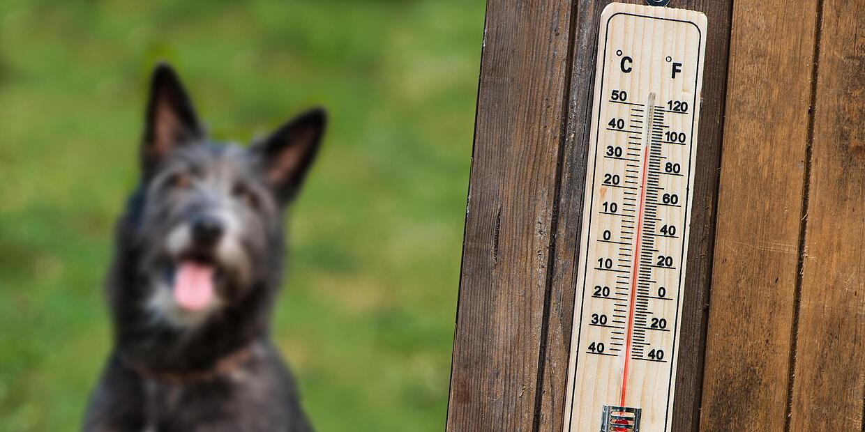 Tipps von der Tierärztin: Wie Haustiere am besten die Hitze überstehen