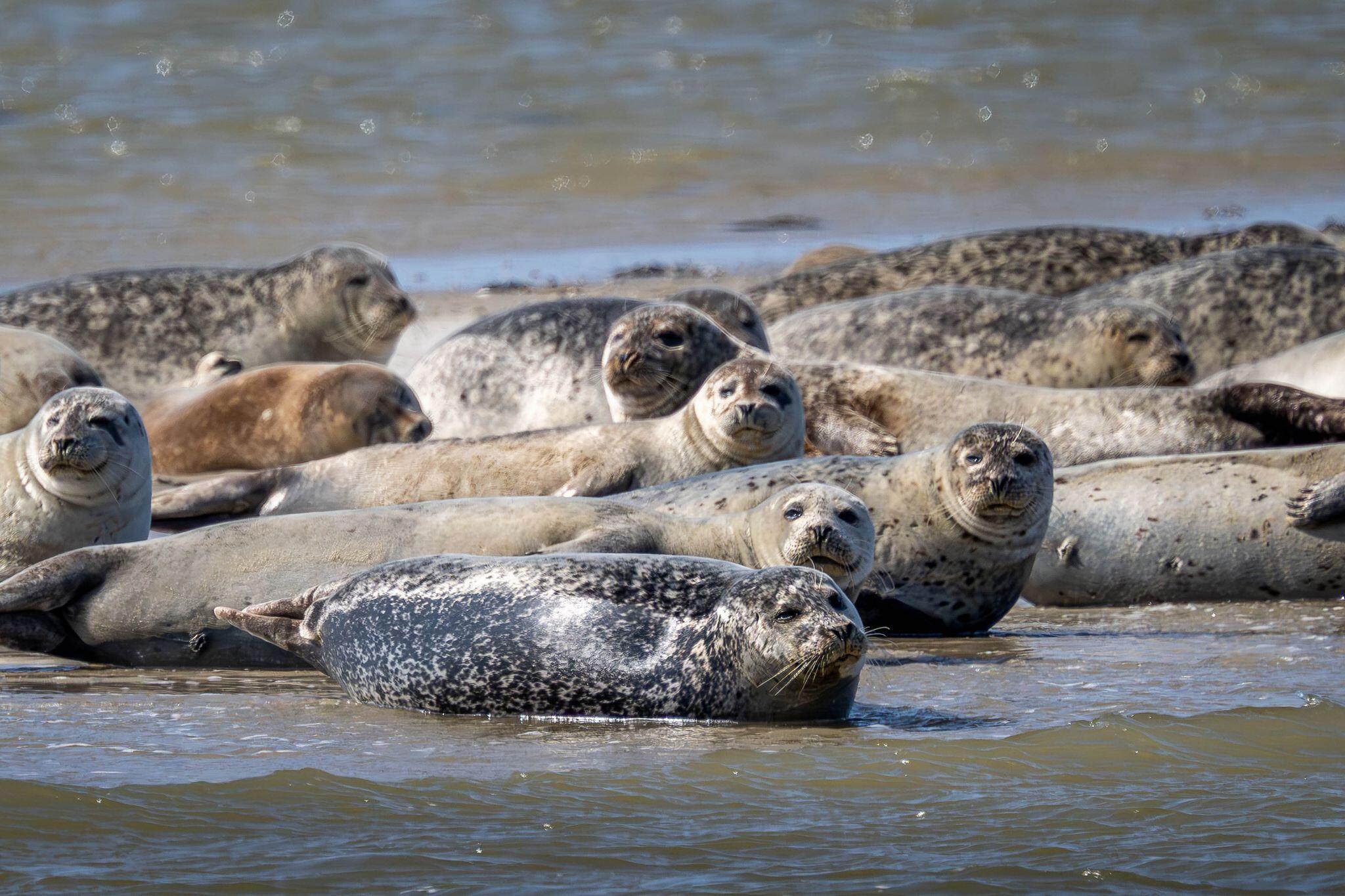 Alle Jahre wieder: Seehunde werden aus der Luft gezählt