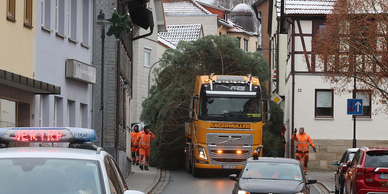 Neustadt: Riesige Colorado-Tanne als Weihnachtsbaum