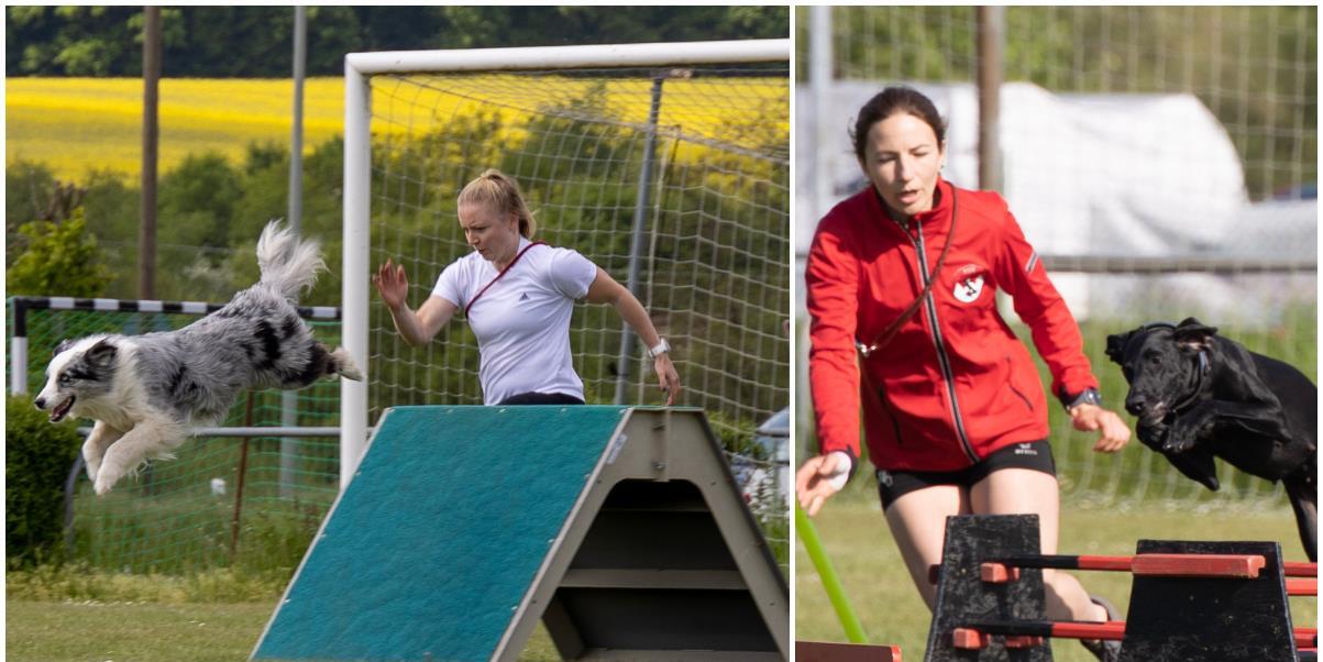 Turnierhundesport: Drei Titel für HSV Bamberg bei bayerischer Meisterschaft