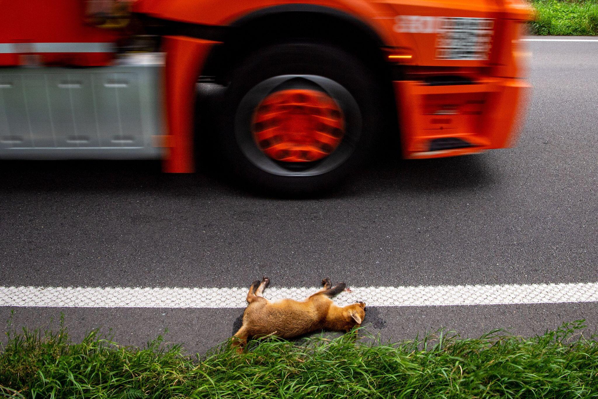 Wildunfall mit einem Reh und zwei Autos in Schwaben