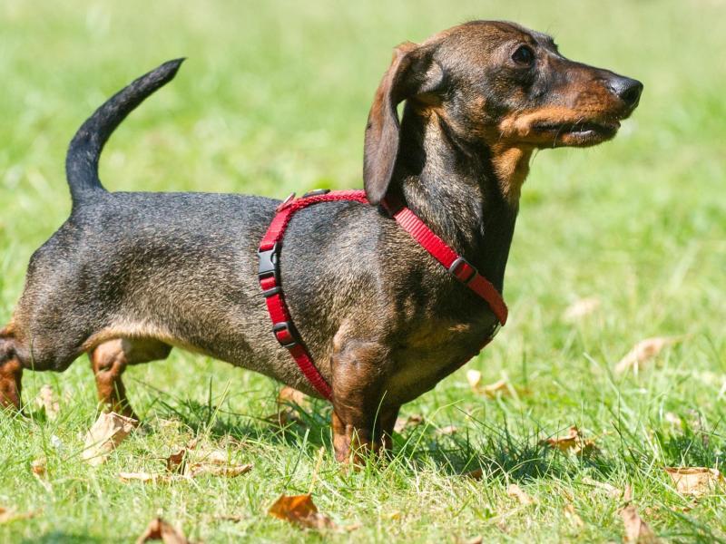 Kult-Rasse: Der Dackel, das liebenswerte Schlitzohr